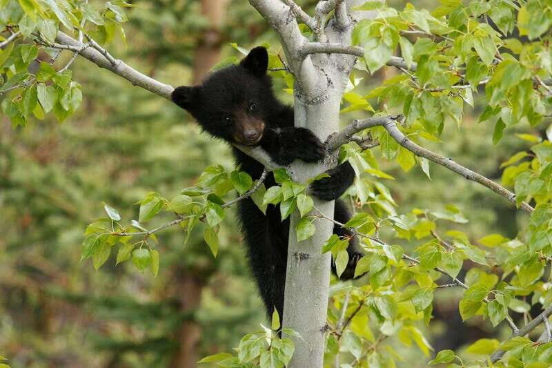 From Jasper: Jasper National Park Wildlife Discovery Tour - Practical Tips for Making the Most of Your Tour