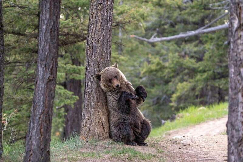 From Jasper: Jasper National Park Wildlife Discovery Tour - FAQ