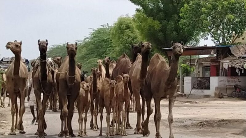 From Jodhpur: Half-Day Tour, Camel Ride, & Dinner in Osian - The Value of This Tour