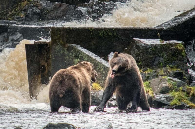 From Juneau: Bear Viewing on Chichagof Island - An In-Depth Look at the Waterfall Creek Bear Viewing Experience