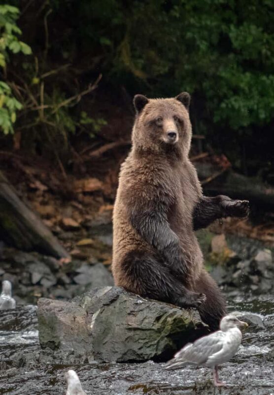 From Juneau: Bear Viewing on Chichagof Island - Final Thoughts: Is This Tour Worth It?
