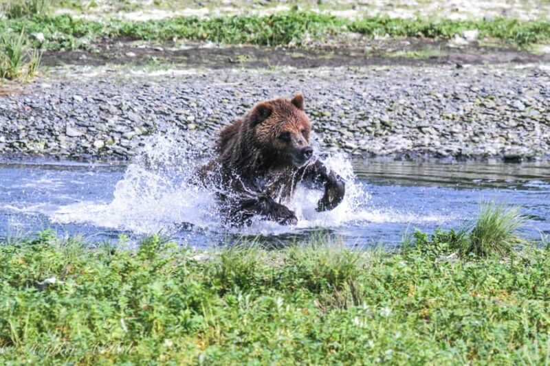 From Juneau: Exclusive Tongass Locally Guided Bear Viewing - Discovering the True Wilderness of Alaska: An In-Depth Look at the Juneau Exclusive Bear Viewing Tour