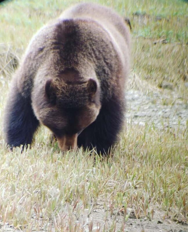 From Juneau: Exclusive Tongass Locally Guided Bear Viewing - Who Would Love This Tour?
