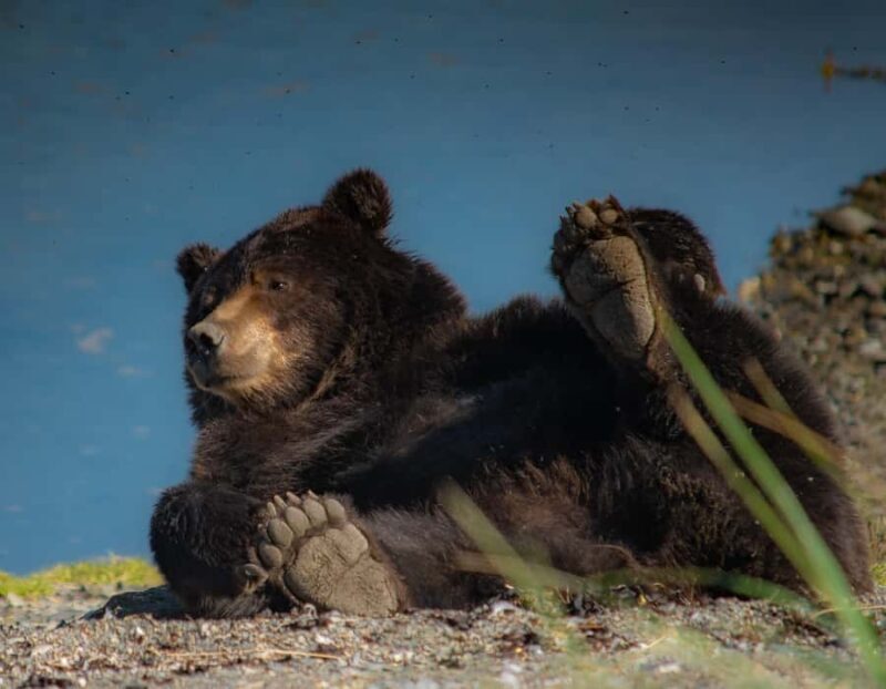 From Juneau: Exclusive Tongass Locally Guided Bear Viewing - Final Thoughts