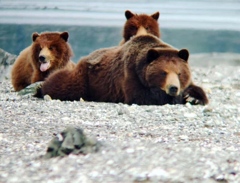 From Juneau: Pack Creek Bear Viewing Adventure - An In-Depth Look at the Experience