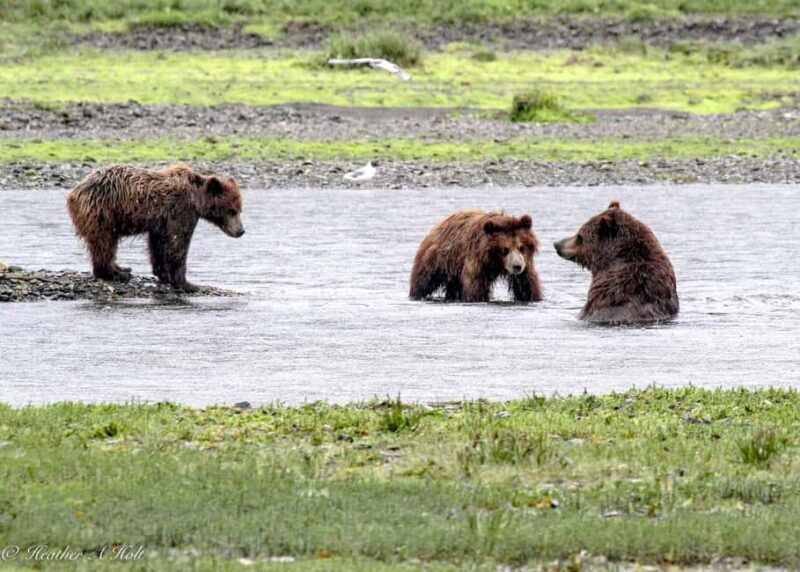 From Juneau: Pack Creek Bear Viewing Adventure - Final Thoughts