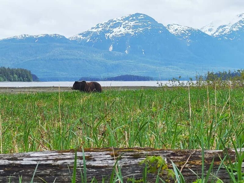 From Juneau: Pack Creek Bear Viewing Adventure - FAQ