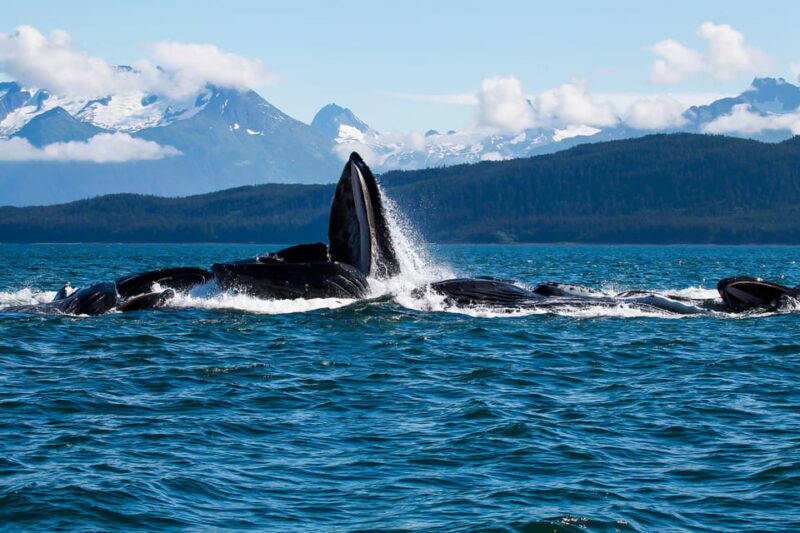 From Juneau: Whale Watching Cruise with Snacks - Beyond the Boat — Value and Practicalities