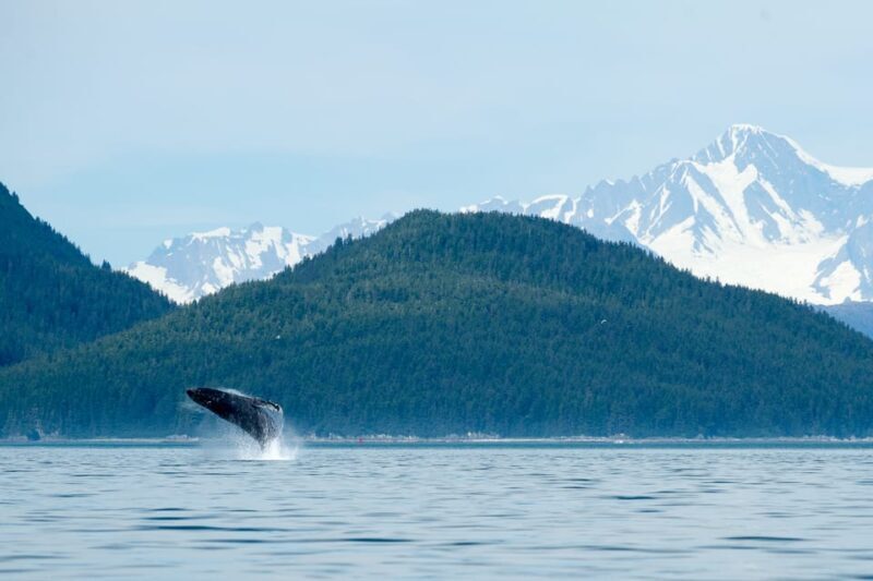 From Juneau: Whale Watching Cruise with Snacks - What Travelers Say: Authentic Experiences