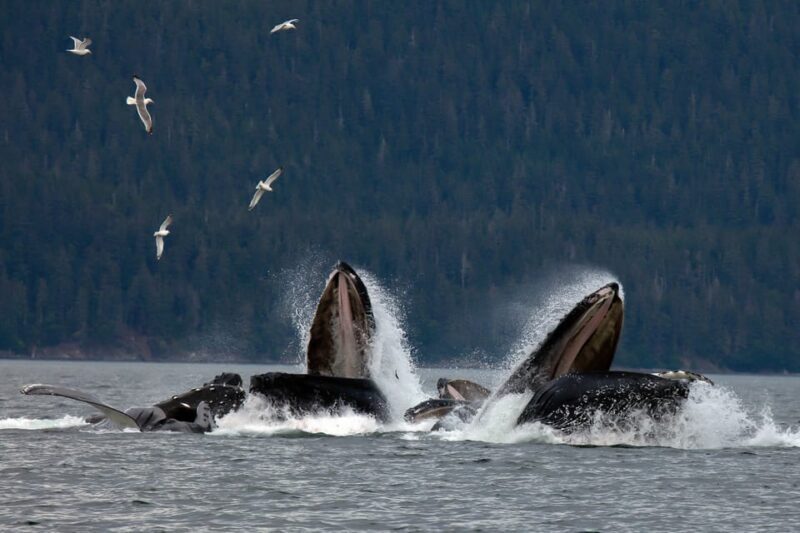 From Juneau: Whale Watching Cruise with Snacks - Analyzing the Value