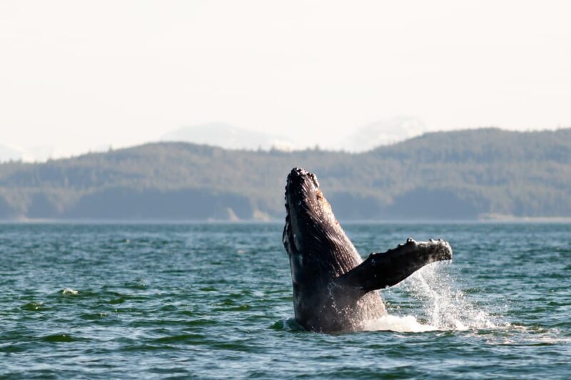 From Juneau: Whale Watching Cruise with Snacks - FAQs