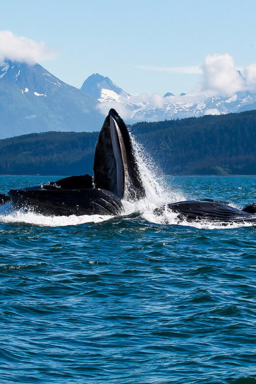 From Juneau: Whale Watching Cruise with Snacks - Final Remarks