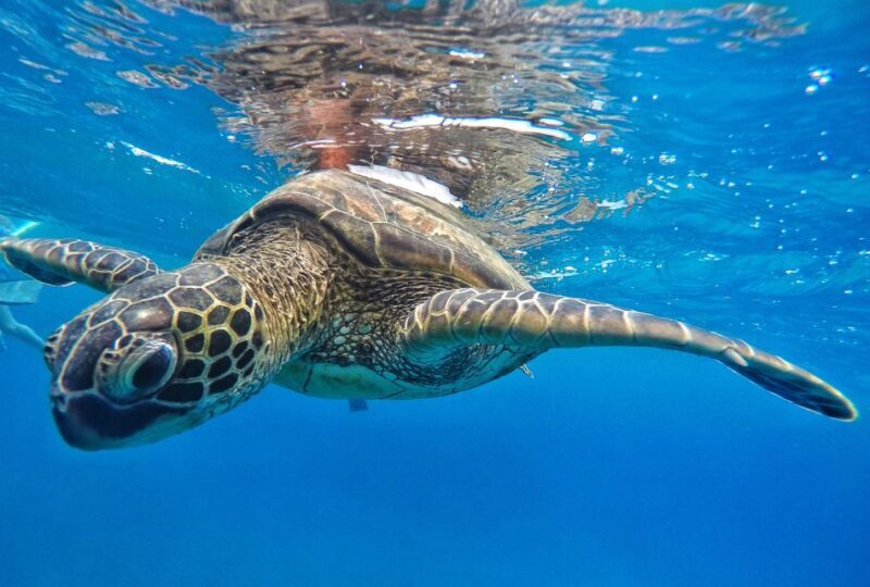 From Kaanapali: Afternoon West Maui Snorkeling w/ Drinks - Who Will Love This Tour?