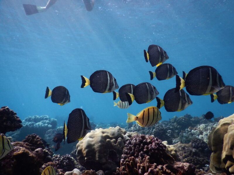 From Kaanapali: Afternoon West Maui Snorkeling w/ Drinks - What’s Not Perfect