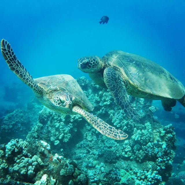 From Kaanapali: Afternoon West Maui Snorkeling w/ Drinks - Who Should Consider This Tour?