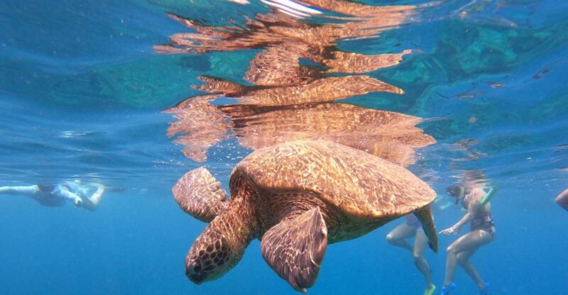 From Ka'anapali: West Maui Half-Day Snorkel Tour w/ Food - The Marine Life and Scenic Highlights