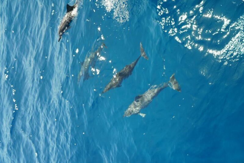 From Ka'anapali: West Maui Half-Day Snorkel Tour w/ Food - The Value: Is It Worth the Price?