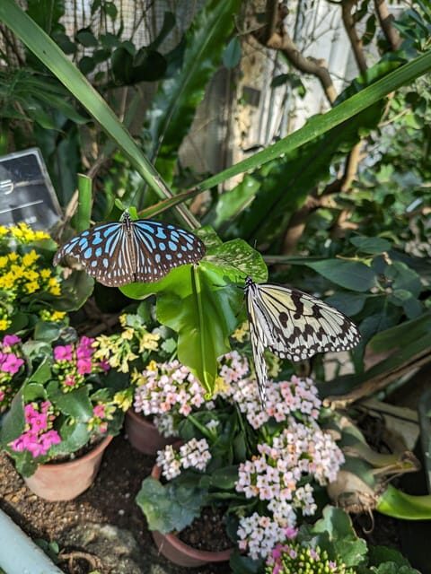 From Kanazawa: Temples, Panoramic Landscape and Butterflies - The Sum Up