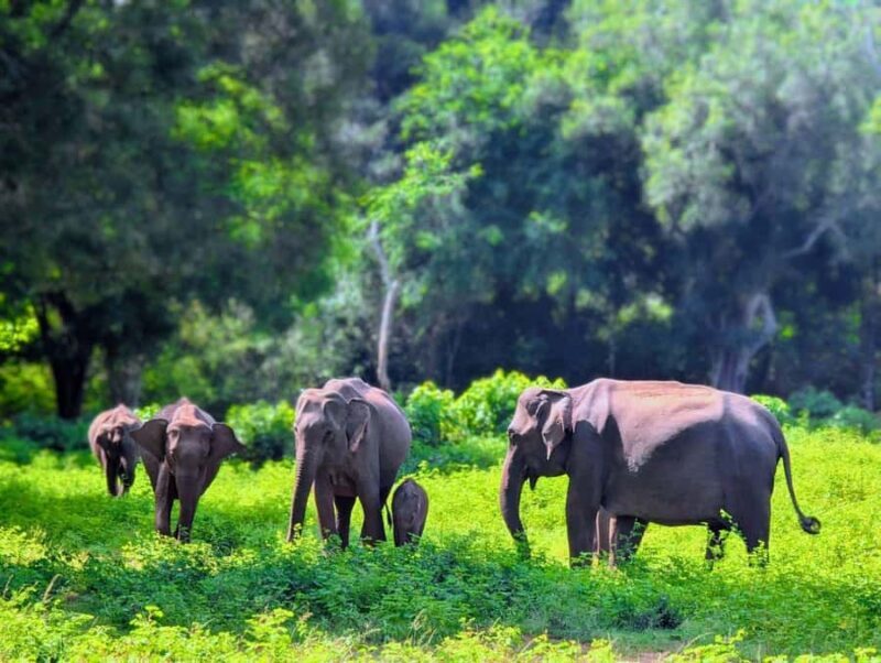 From Kandy: All Inclusive Half/Full Day Wilpattu Safari - Final Thoughts