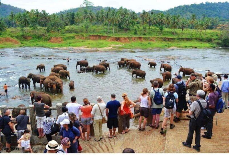 From Kandy: All Inclusive Kandy, Pinnawala & Tea Plantation - An In-Depth Look at the Tour Experience