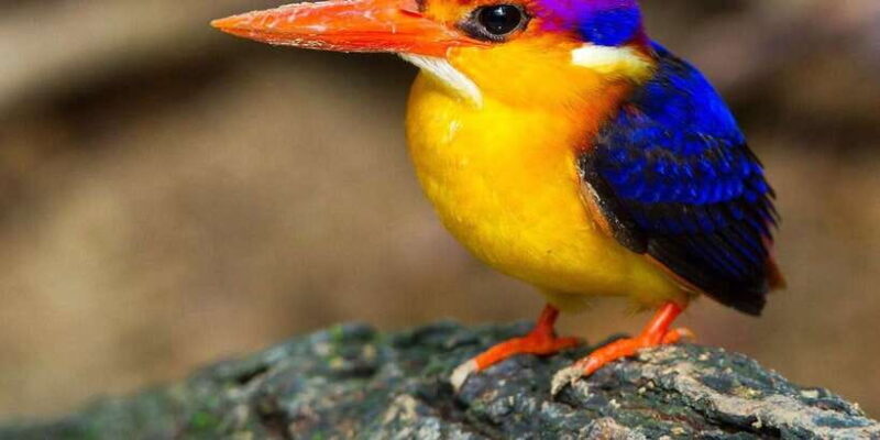 From Kandy: Bird watching tour to Udawatte Kele Sanctuary - A Close Look at the Udawatte Kele Bird Watching Experience