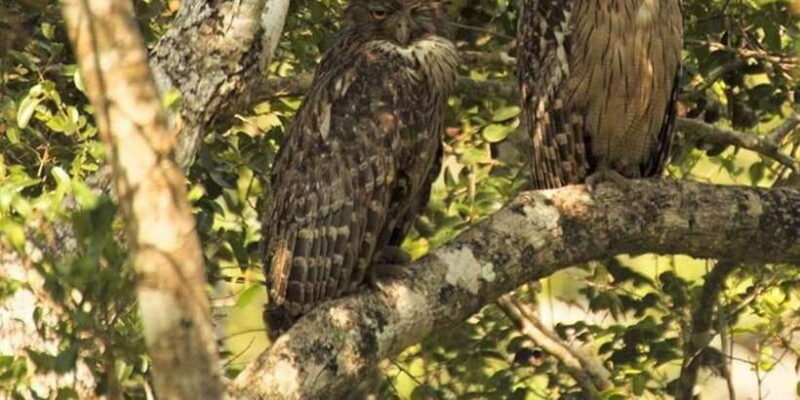 From Kandy: Bird watching tour to Udawatte Kele Sanctuary - The Sum Up