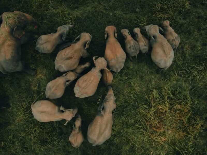 From Kandy: Dambulla to Sigiriya Day Trip By Car - The Sum Up