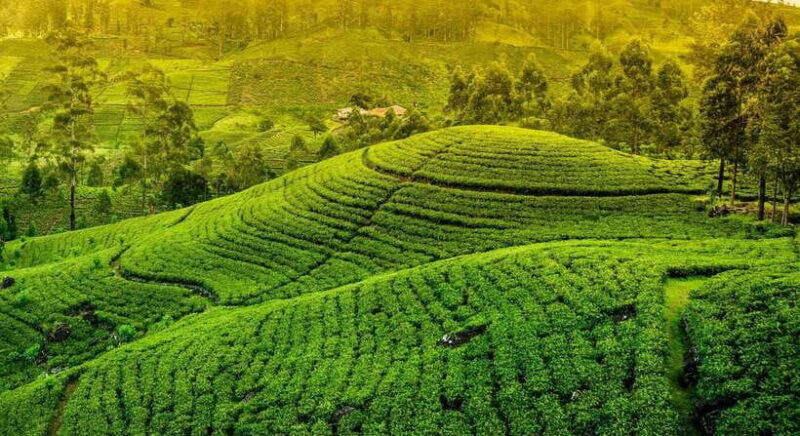From Kandy: Ella private Day Tour With Train Ride - Key Points