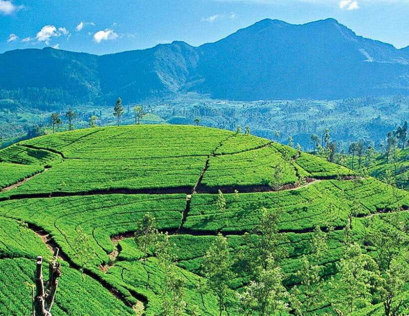 From Kandy: Ella private Day Tour With Train Ride - An In-Depth Look at the Experience
