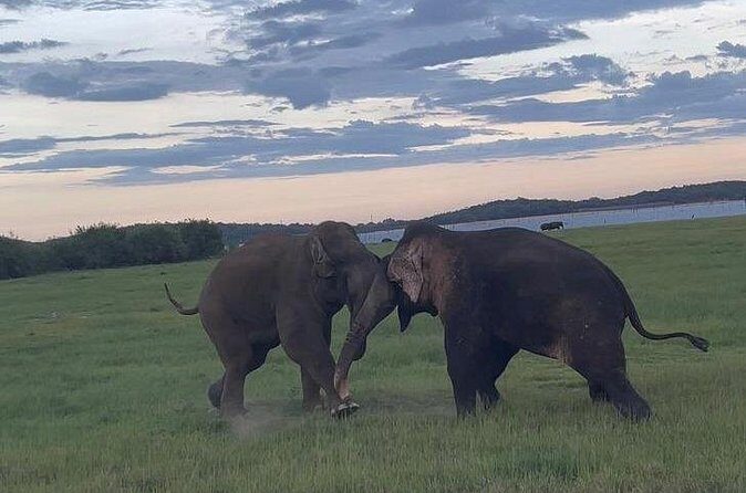 From Kandy: Minneriya Wildlife Safari and Heritage Day Tour - What Do Other Travelers Say?