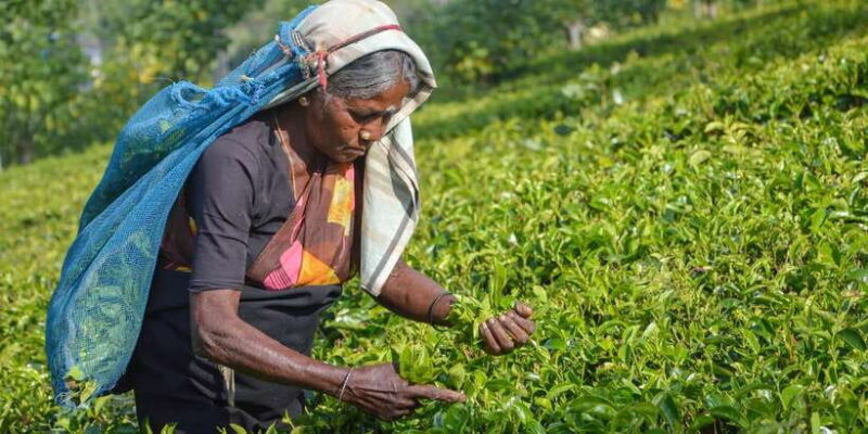 From Kandy: Nuwara Eliya by Train - Key Points