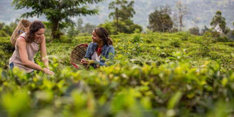 From Kandy: Nuwara Eliya by Train - Introduction to the Kandy to Nuwara Eliya Train Tour