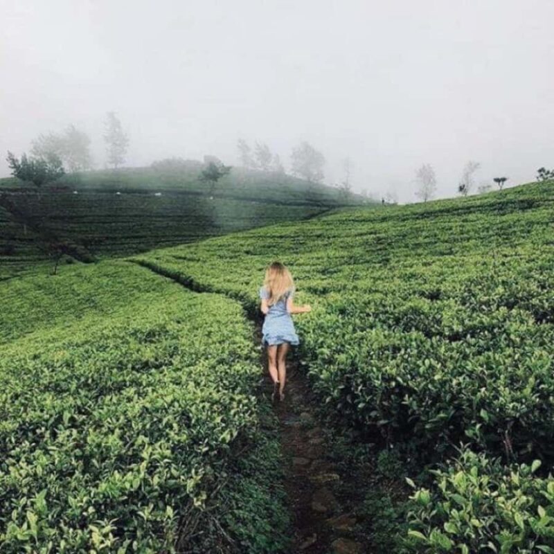 From Kandy: Nuwara Eliya Day Tours (Ambewela Railway Drop) - Transport and Practicalities