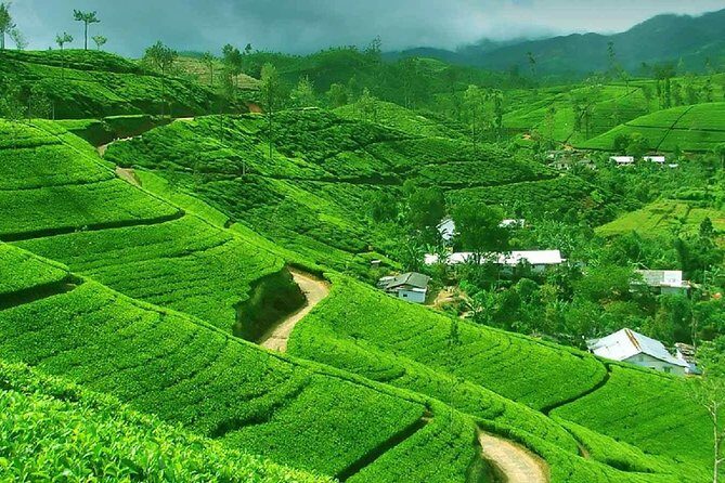From kandy: Nuwara Eliya Private Day tour with Ambuluwawa Tower - An In-Depth Look at the Nuwara Eliya Day Tour from Kandy