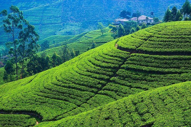 From kandy: Nuwara Eliya Private Day tour with Ambuluwawa Tower - Frequently Asked Questions