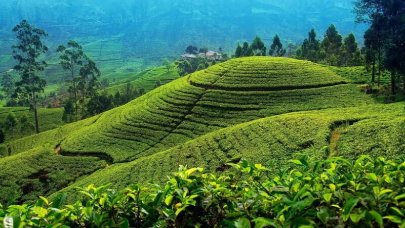 From Kandy: Nuwara Eliya Tour via Ambuluwawa [Private Tour] - Exploring the Itinerary: What You Can Expect