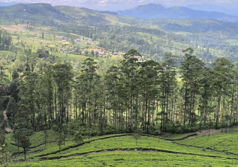 From Kandy: Pekoe Trail Stage 3 Guided Hike - Key Points