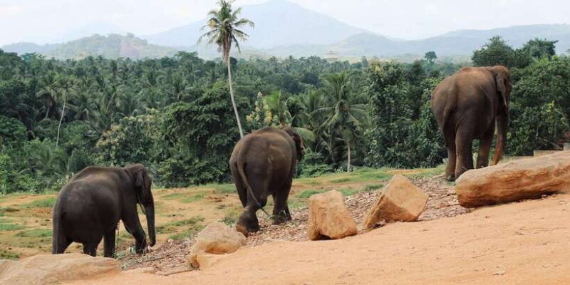 From Kandy: Pinnawala and Botanical Garden Tour By Tuk Tuk - Morning Departure and First Stop: Pinnawala Elephant Orphanage