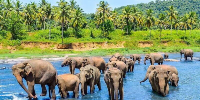 From Kandy: Pinnawala Day Tour - Exploring the Itinerary: What Makes Each Stop Special