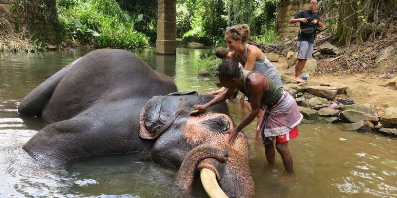 From Kandy: Pinnawala Day Tour - Authentic Experiences Loved by Travelers