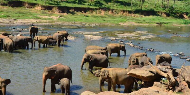 From Kandy: Pinnawala Day Tour - FAQ