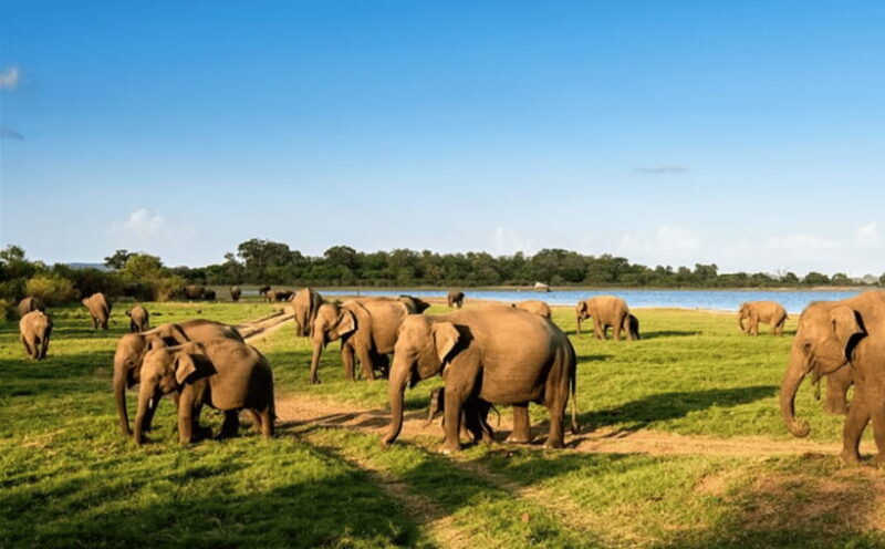 From Kandy: Sigiriya Rock Fortress and Wildlife Safari - Key Points