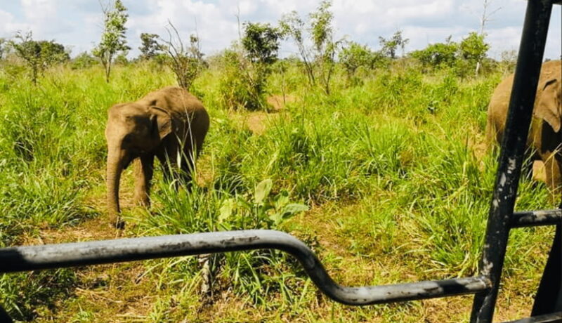 From Kandy: Sigiriya Rock Fortress and Wildlife Safari - Additional Highlights: Dambulla Temples and Return Journey