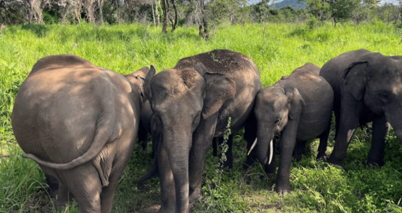 From Kandy: Sigiriya Rock Fortress and Wildlife Safari - Who Will Love This Tour?