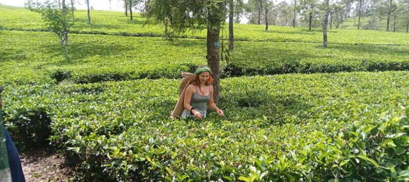 From Kandy to Sigiriya, Pinnawala Day Return Tour By Car - Returning to Kandy