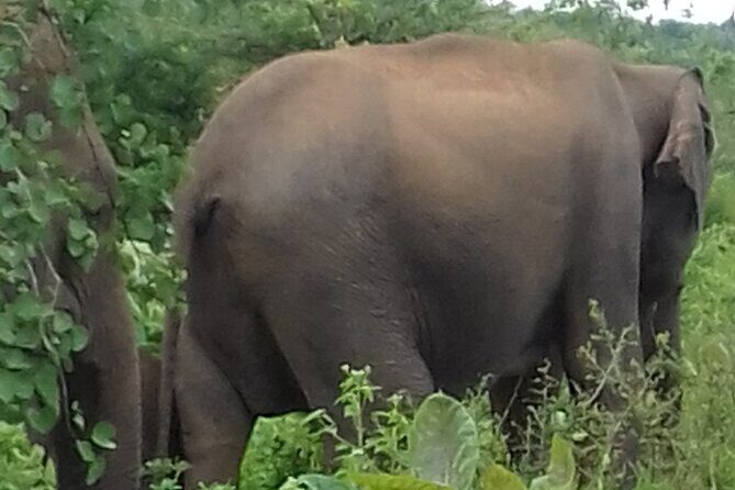 From kandy visit yala Saffari and drop mirissa one day - Key Points