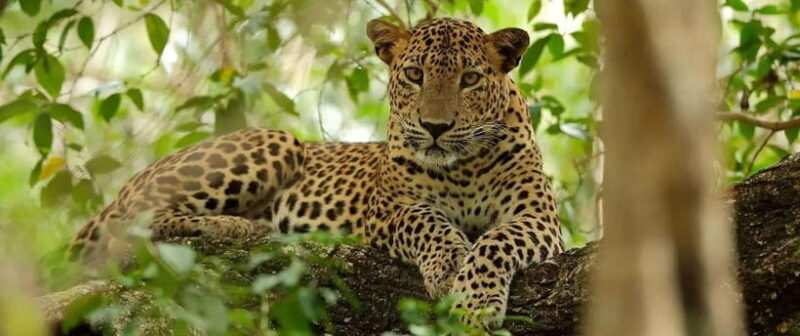 From Kandy: Wilpattu National Park Safari with Hotel Pickup - Key Points