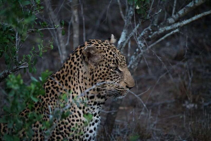 From Kandy: Wilpattu National Park Safari with Hotel Pickup - An Early Start into Sri Lanka’s Wilderness