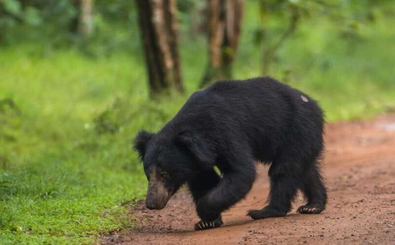 From Kandy: Wilpattu National Park Safari with Hotel Pickup - Exploring Wilpattu’s Diverse Ecosystems