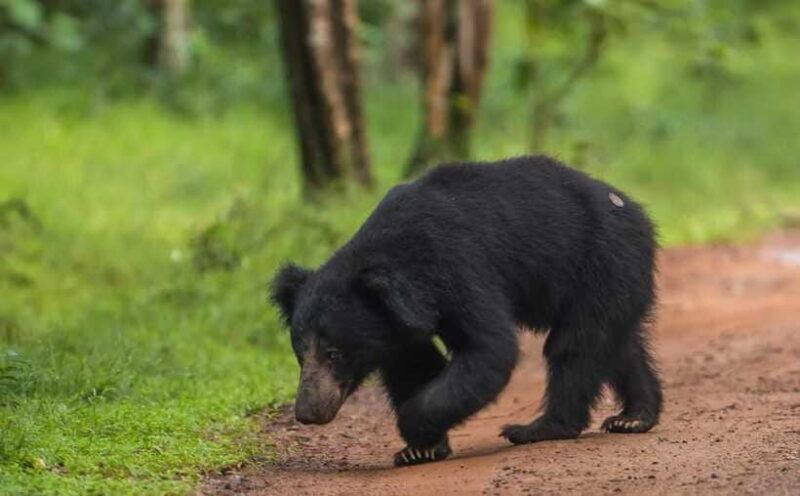 From Kandy: Wilpattu National Park Safari with Hotel Pickup - Authentic Encounters and Photography